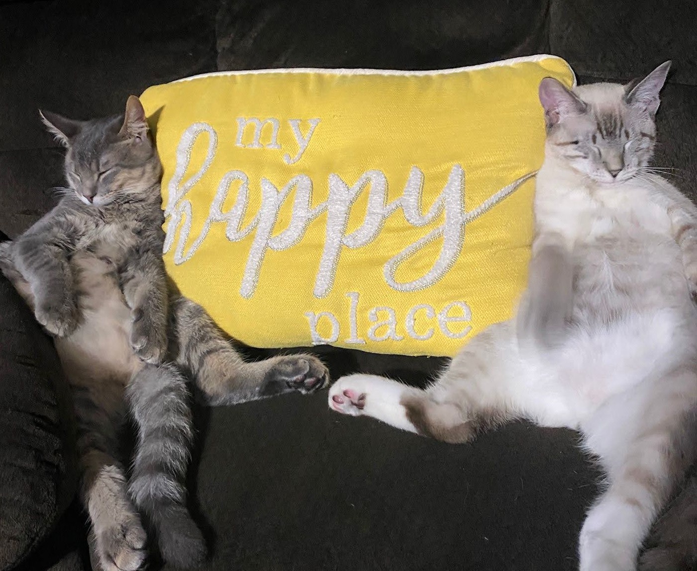 Mineny Araya - WDD 230 - desing Principle